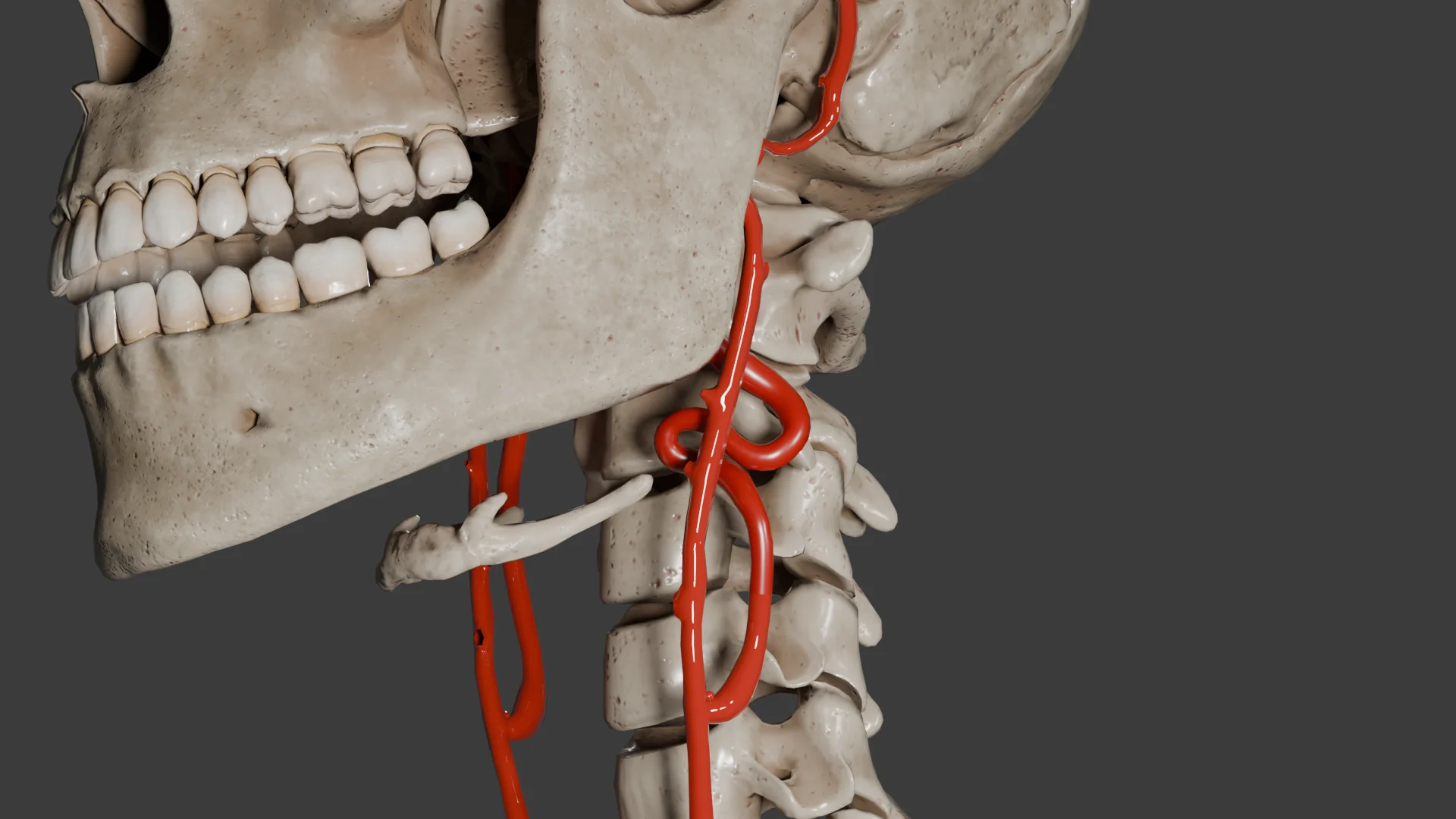 VOKA Wiki: Medical Articles about Human Anatomy, Physiology & Pathology